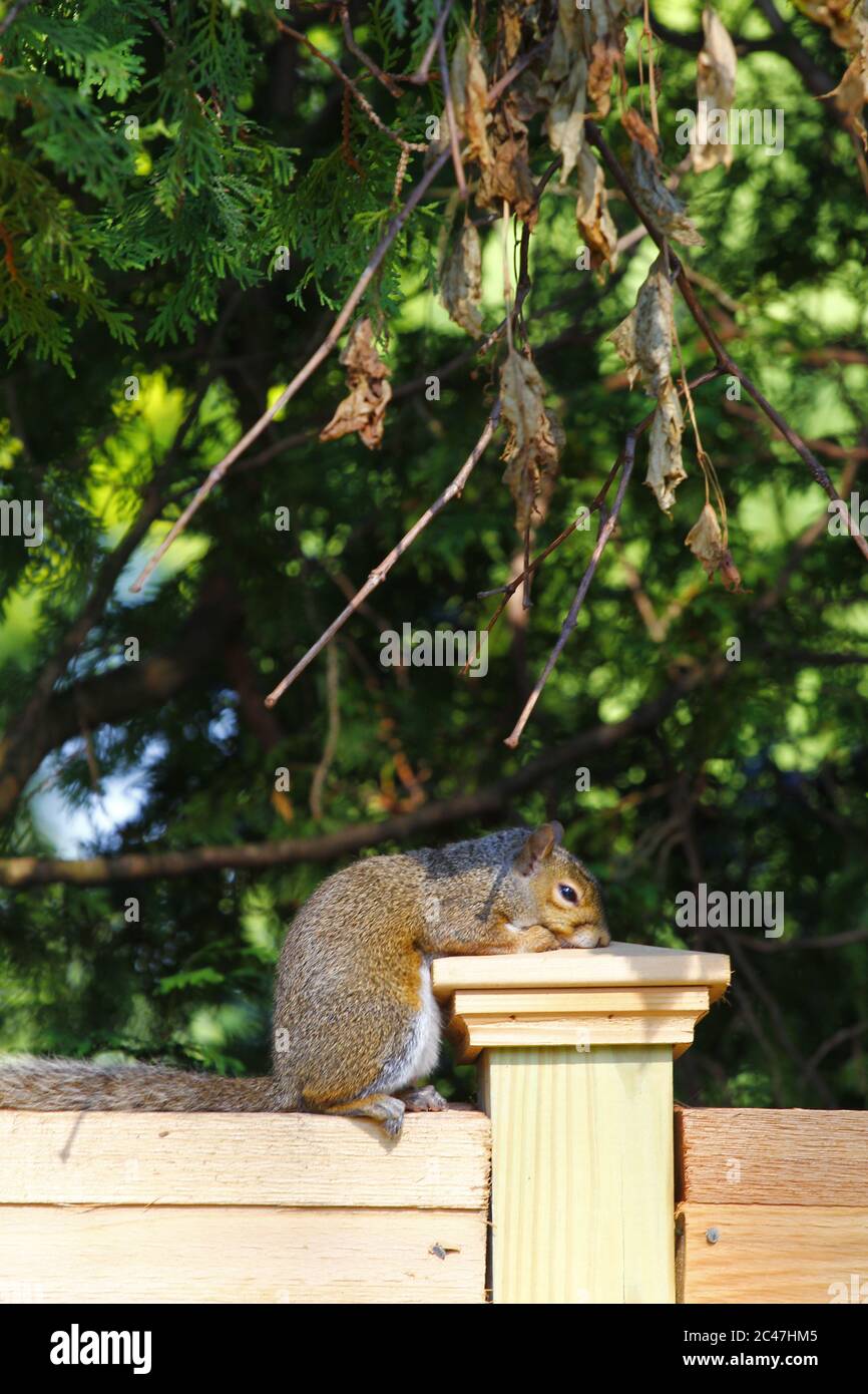 Squirrel Resting on Fence Post Stock Photo - Alamy