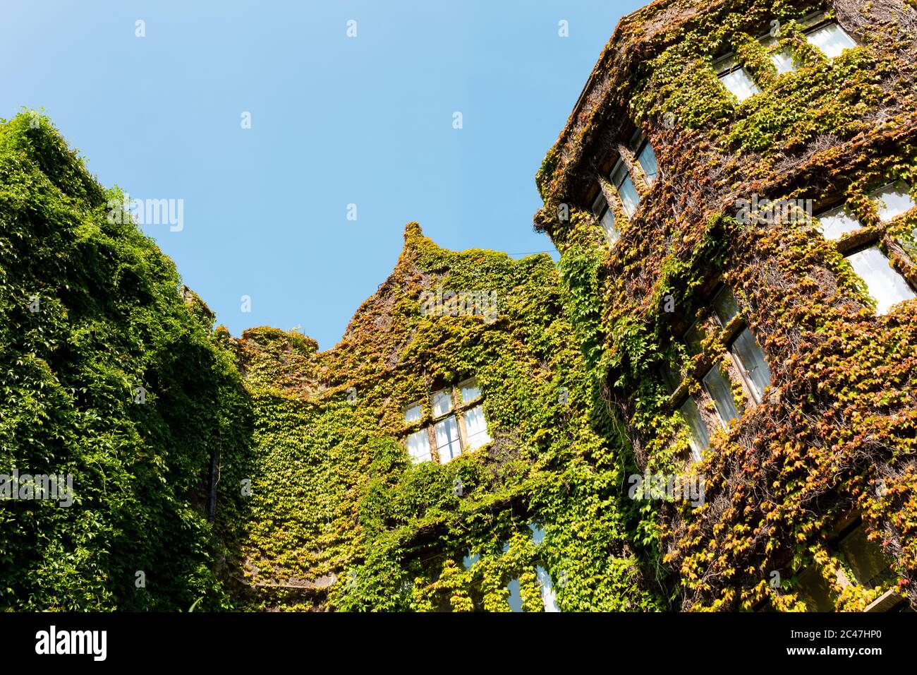 Walls plant hi-res stock photography and images - Alamy