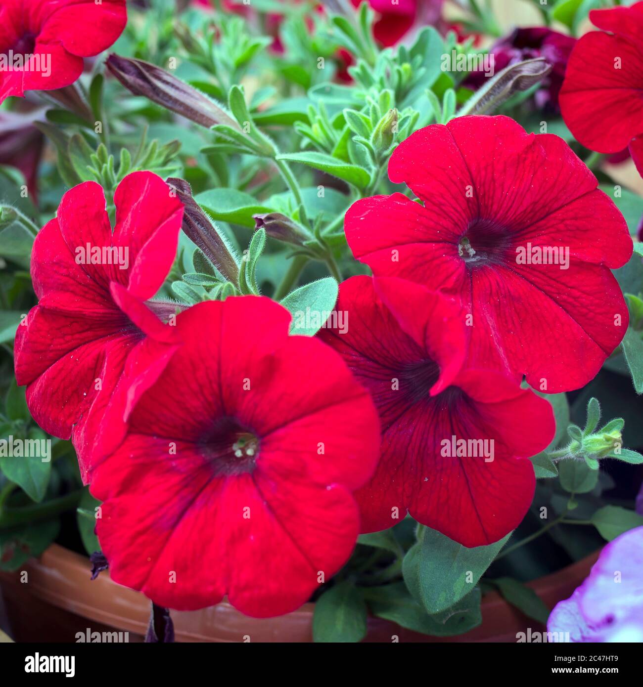 Common Garden Petunia