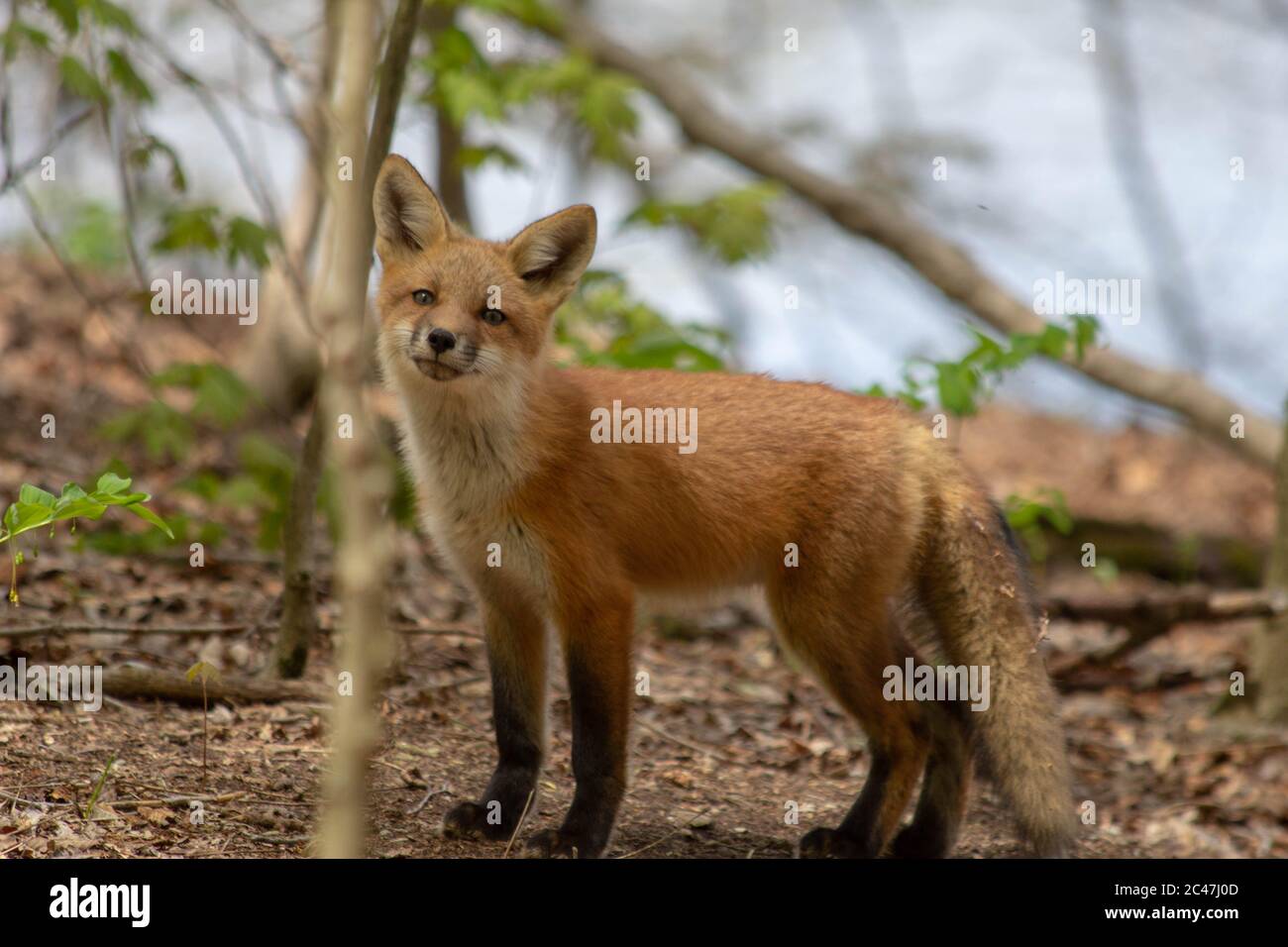 The curious fox kit Stock Photo - Alamy