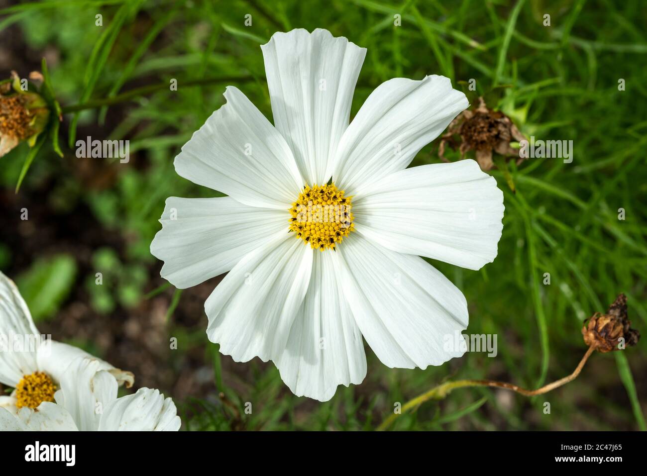 Cosmos bipinnatus 'Sonata White' a summer flowering plant native to ...