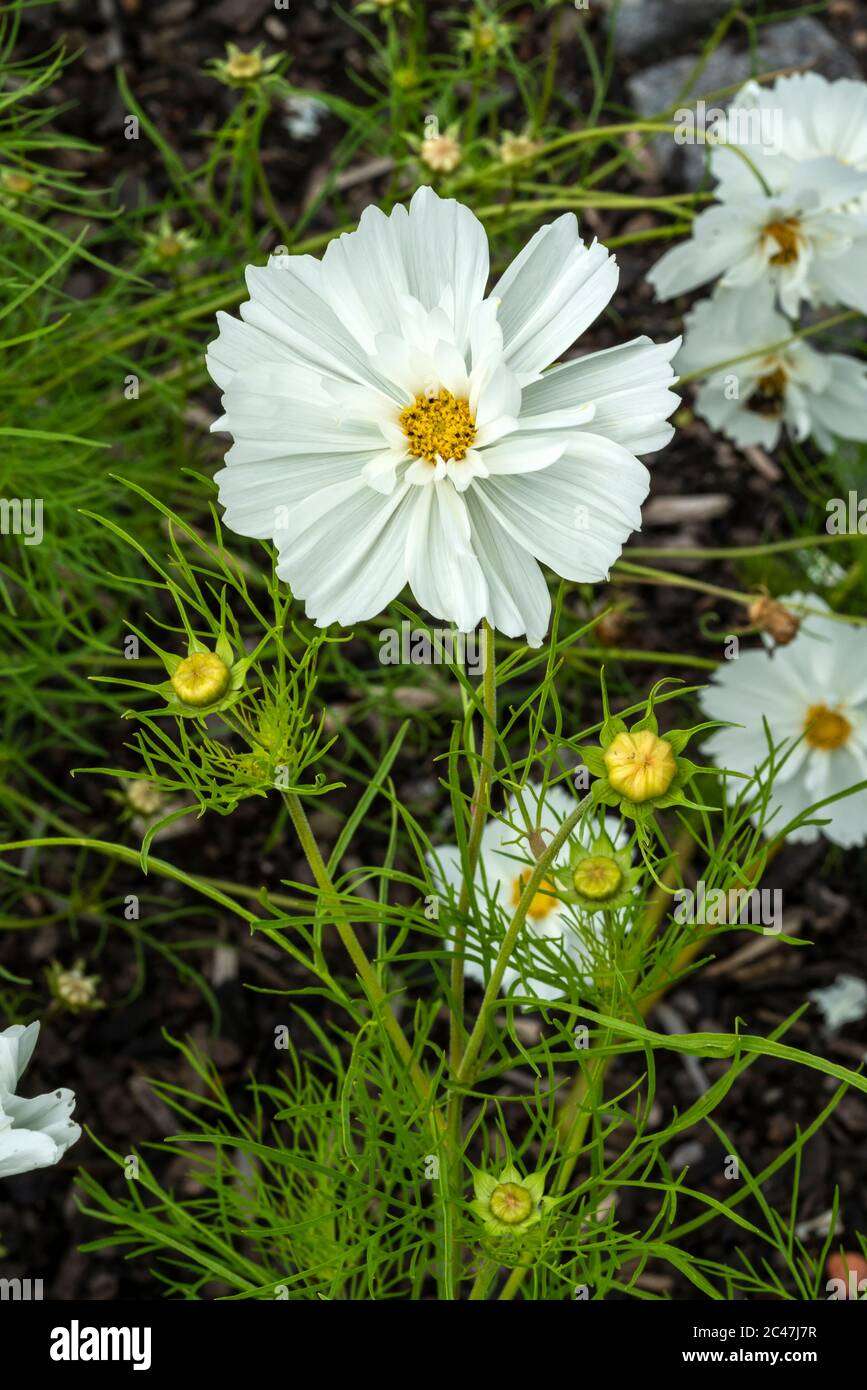 Cosmos bipinnatus 'Sonata White' a summer flowering plant native to ...