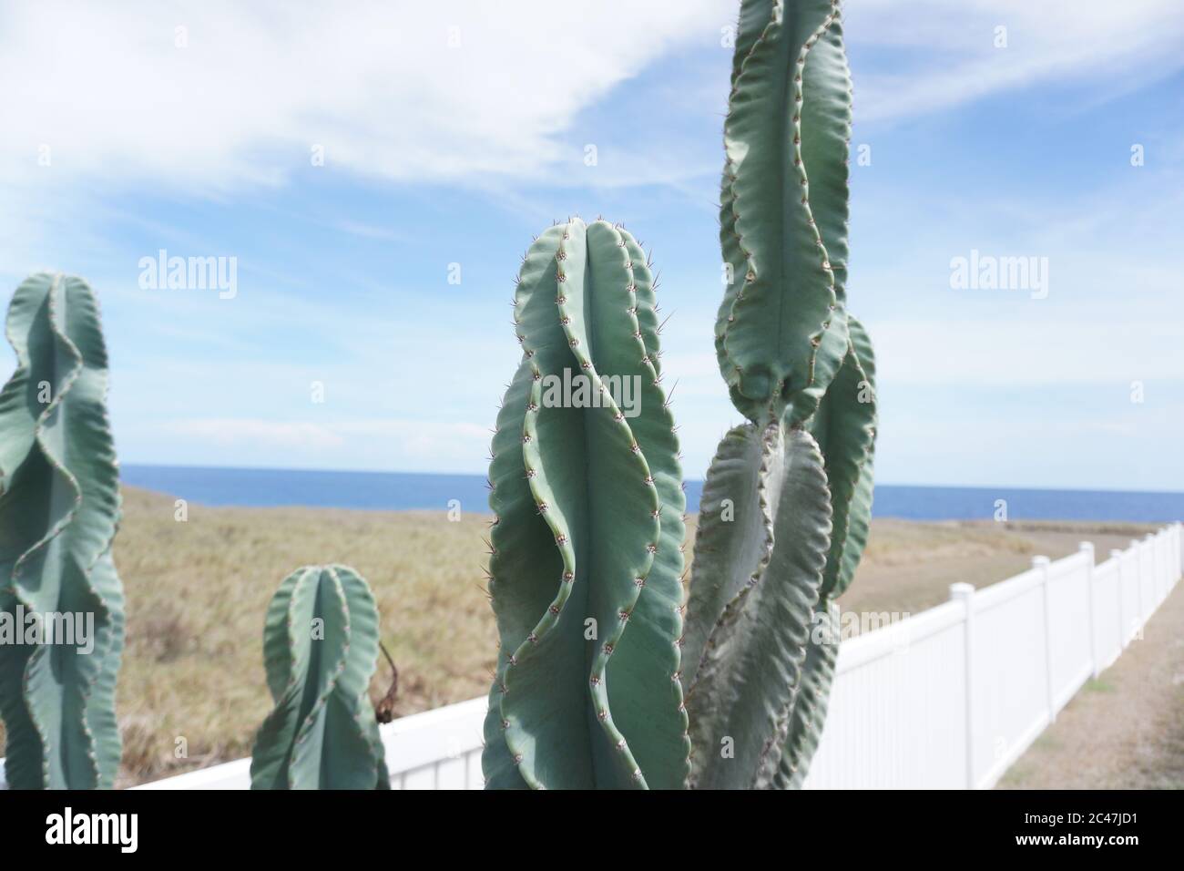 Swirl cactus hi-res stock photography and images - Alamy