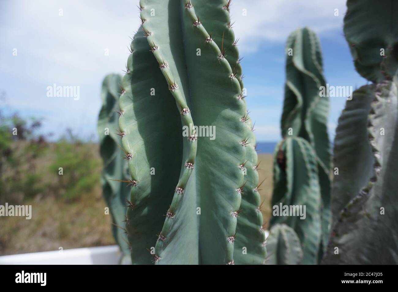 Swirl cactus hi-res stock photography and images - Alamy