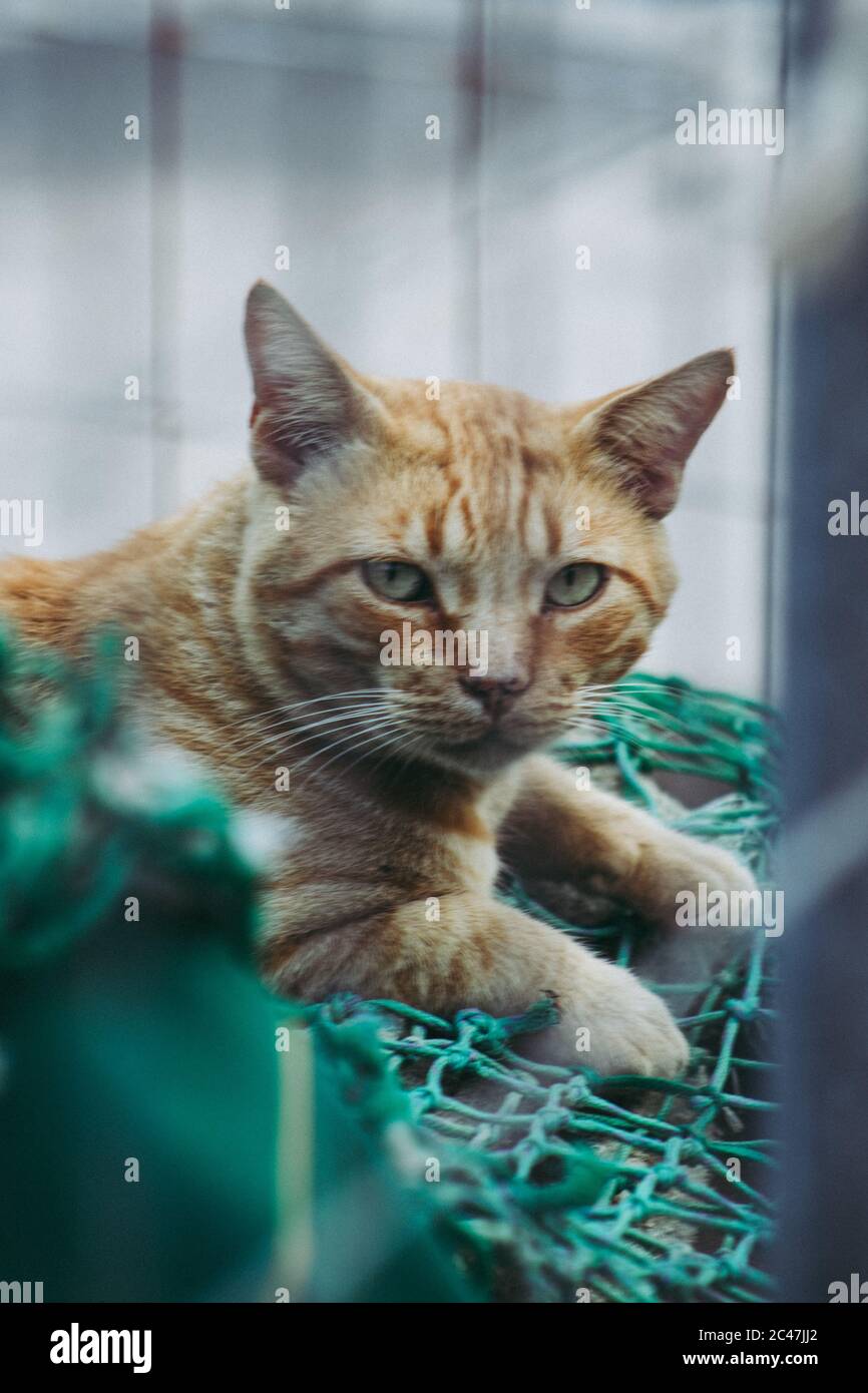 Ginger cat lying on the fishing net Stock Photo - Alamy