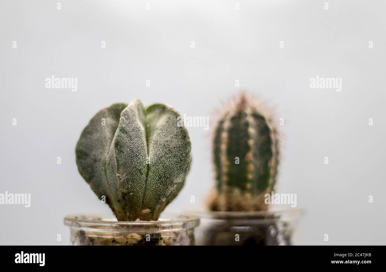 Two cactus plants in the white room Stock Photo - Alamy