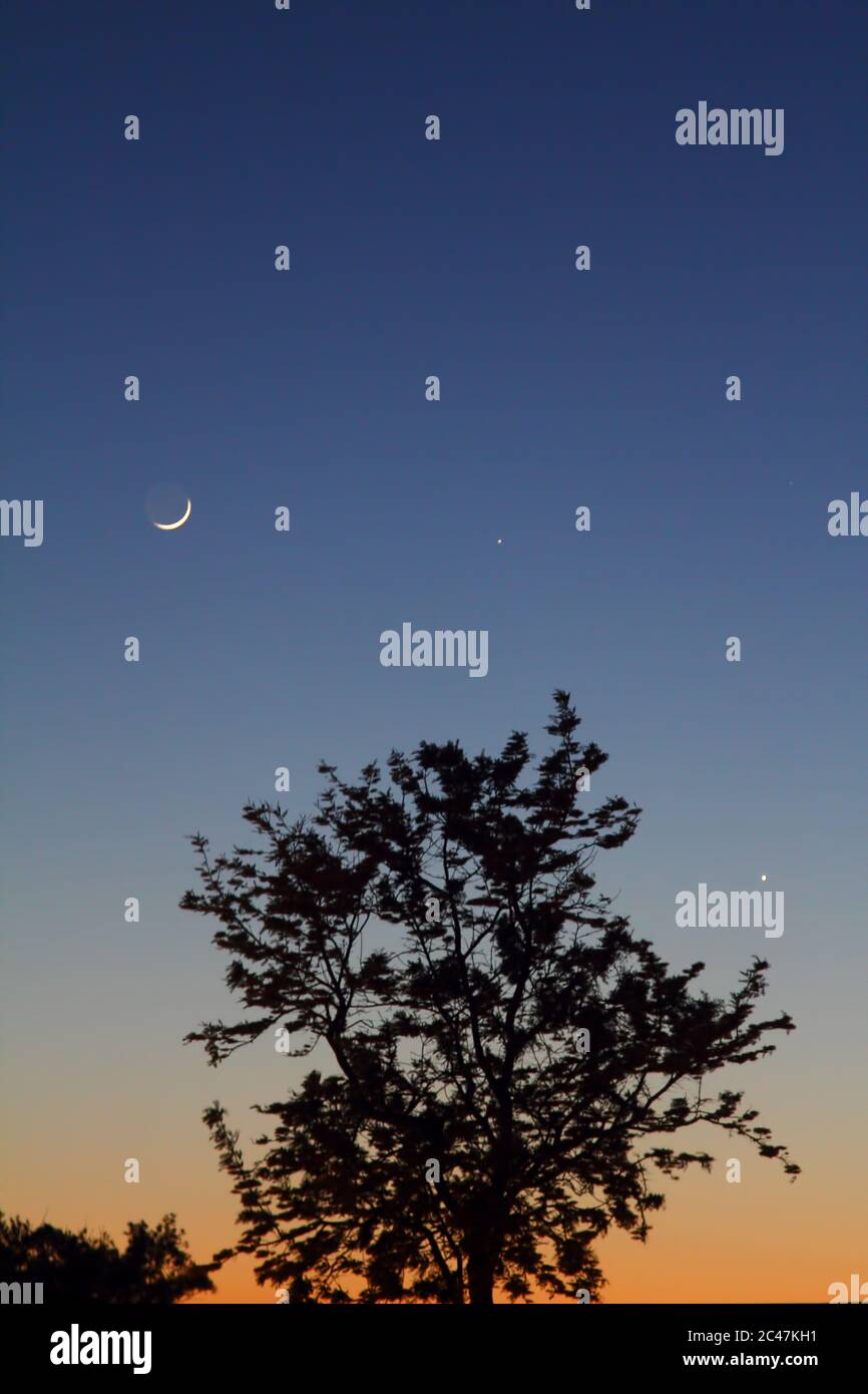 Sunset silhouette pine trees moon hi-res stock photography and images ...