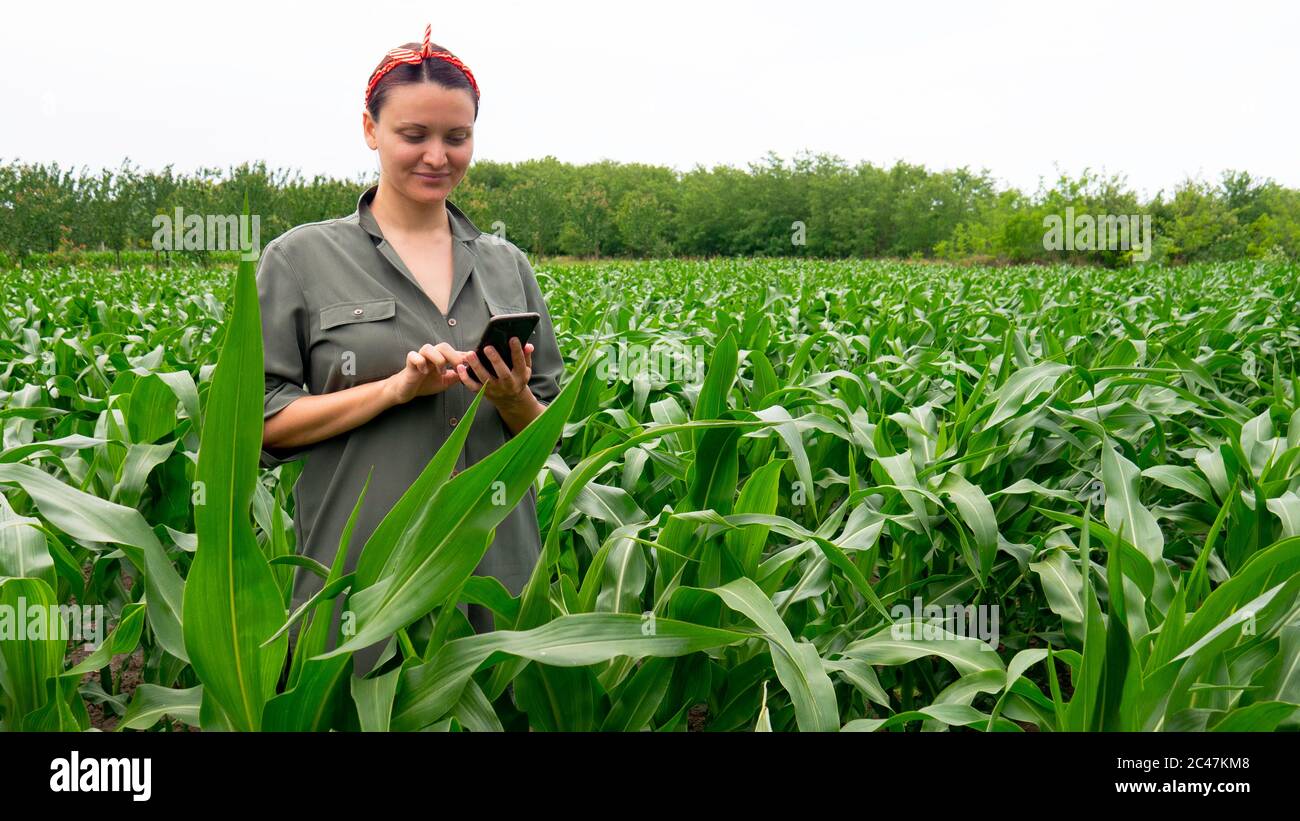 Farmer uses digital smartphone in hi-res stock photography and images ...