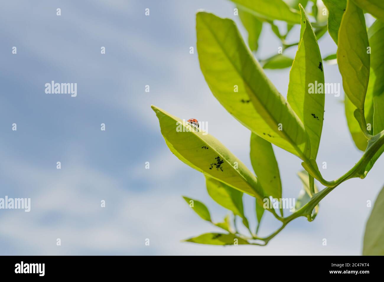 Ladybug aphids hi-res stock photography and images - Alamy