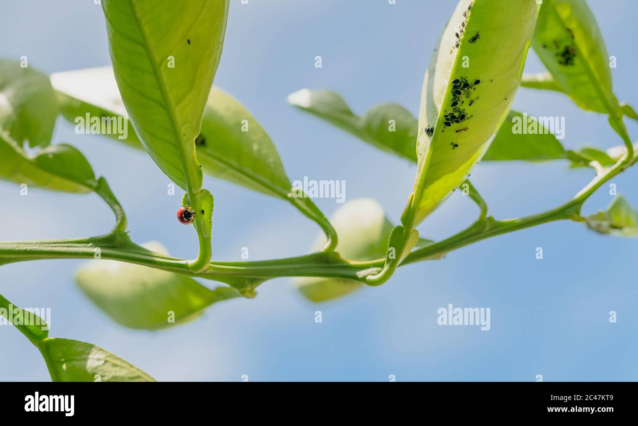 Ladybug aphids hi-res stock photography and images - Alamy