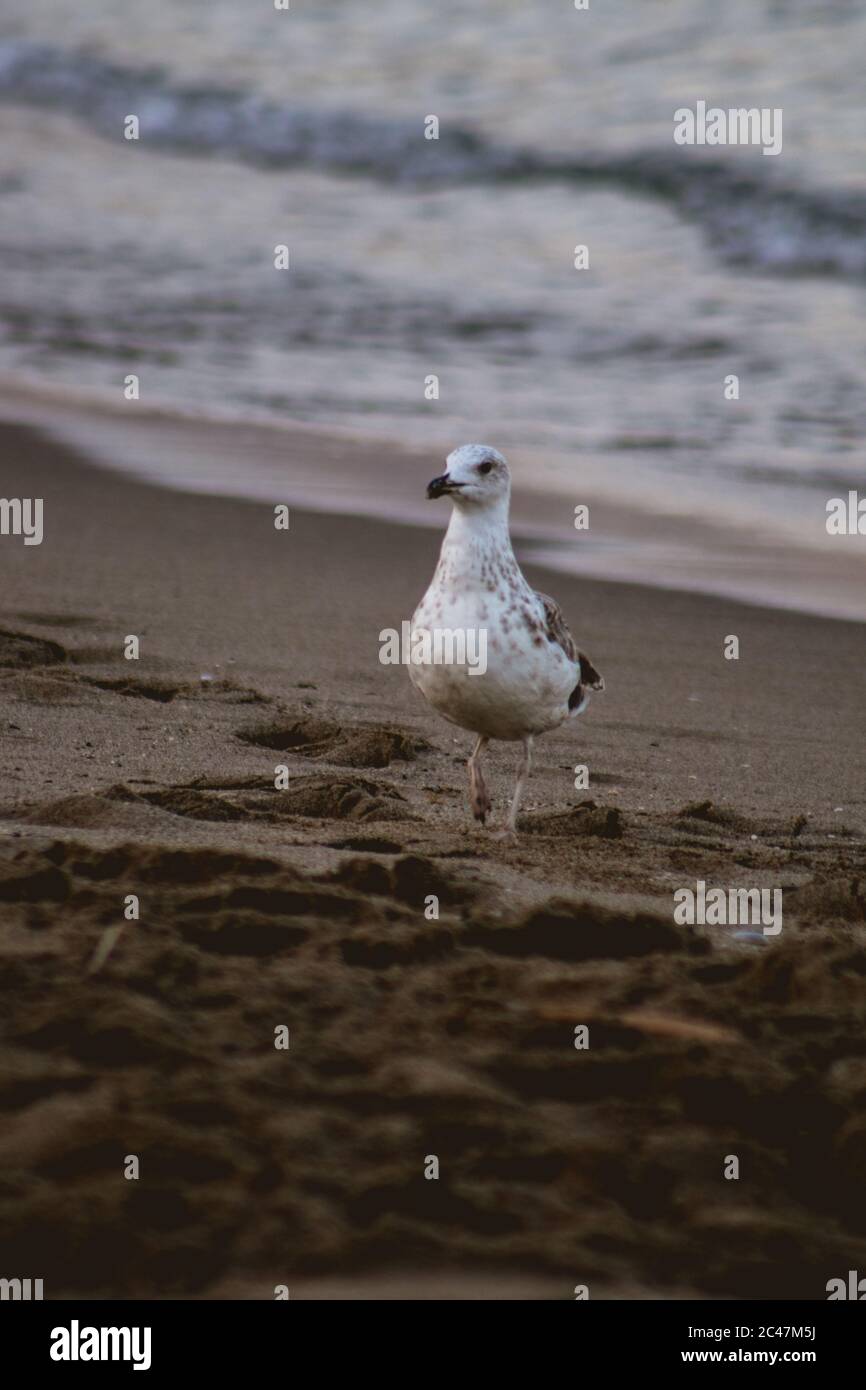 Seagull on the sandy beach Stock Photo - Alamy