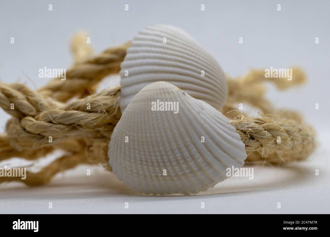 Seashell and ropes on a white background Stock Photo - Alamy