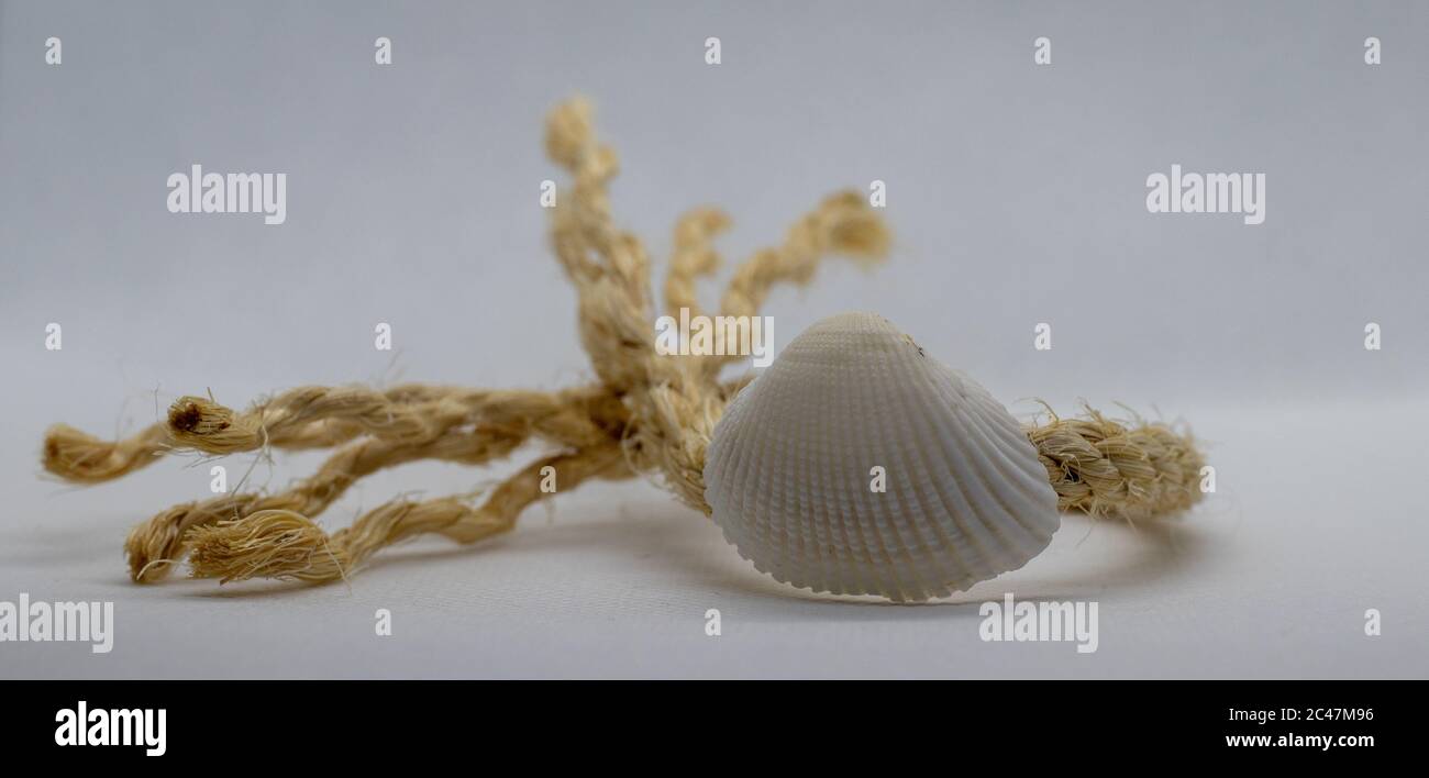 Seashell and ropes on a white background Stock Photo - Alamy