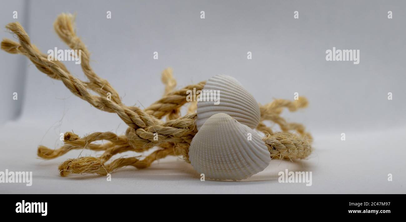 Panoramic shot of a rope decorated with white shells isolated on a ...