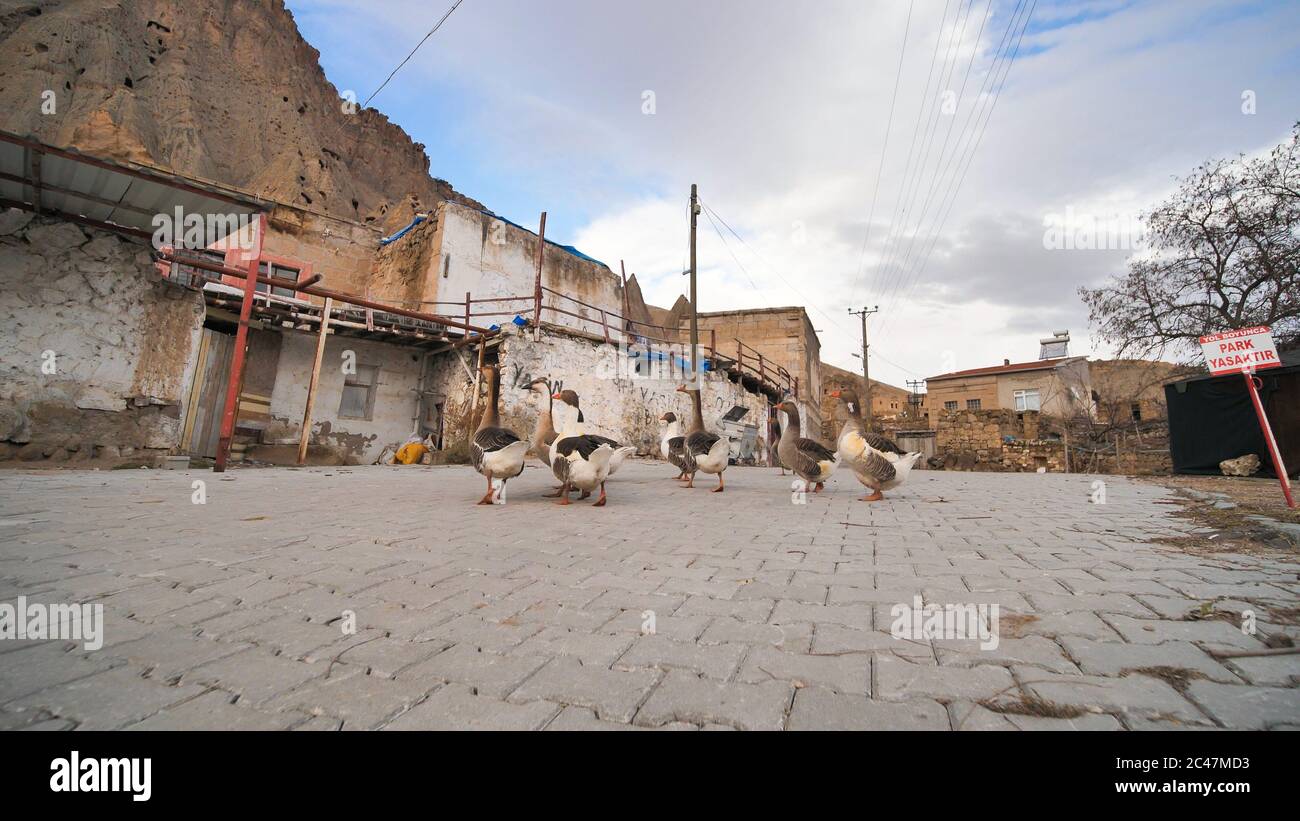 Geese in a village in Cappadocia. Turkey Stock Photo - Alamy