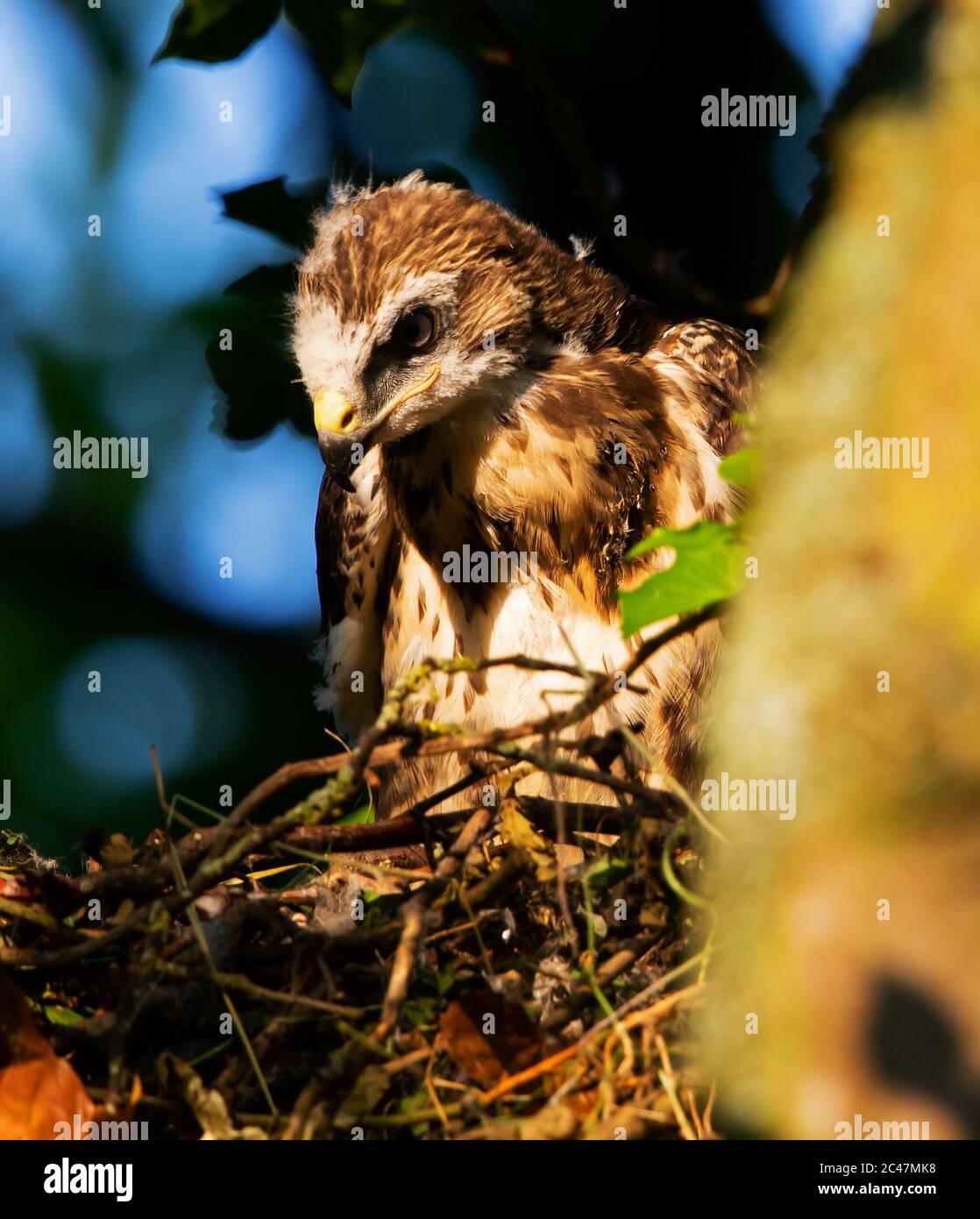 Buzzard chick nearly fully grown on the nest almost ready to fledge ...