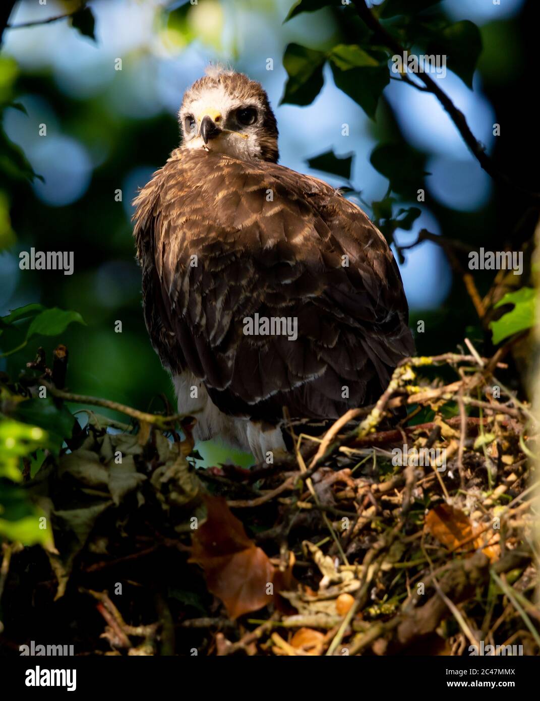 Buzzard chick nearly fully grown on the nest almost ready to fledge ...