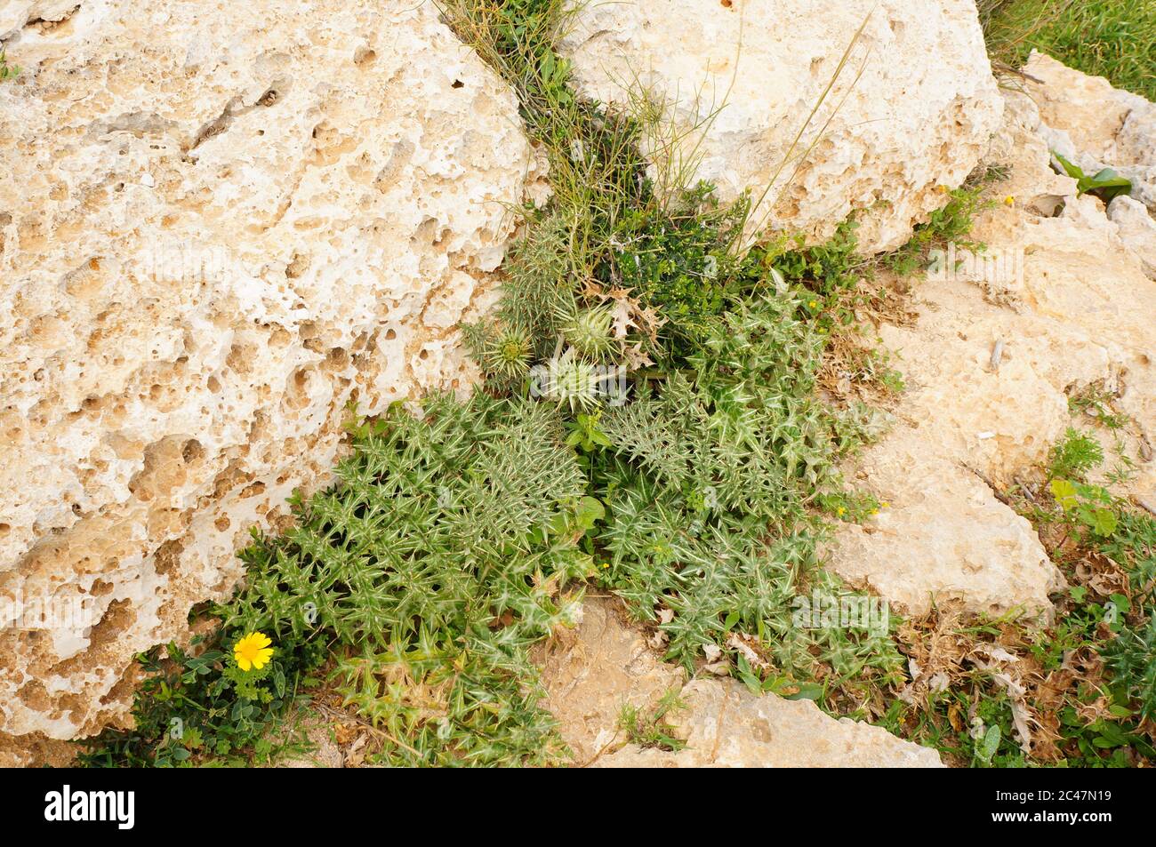 Plants growing from between the stones Stock Photo - Alamy