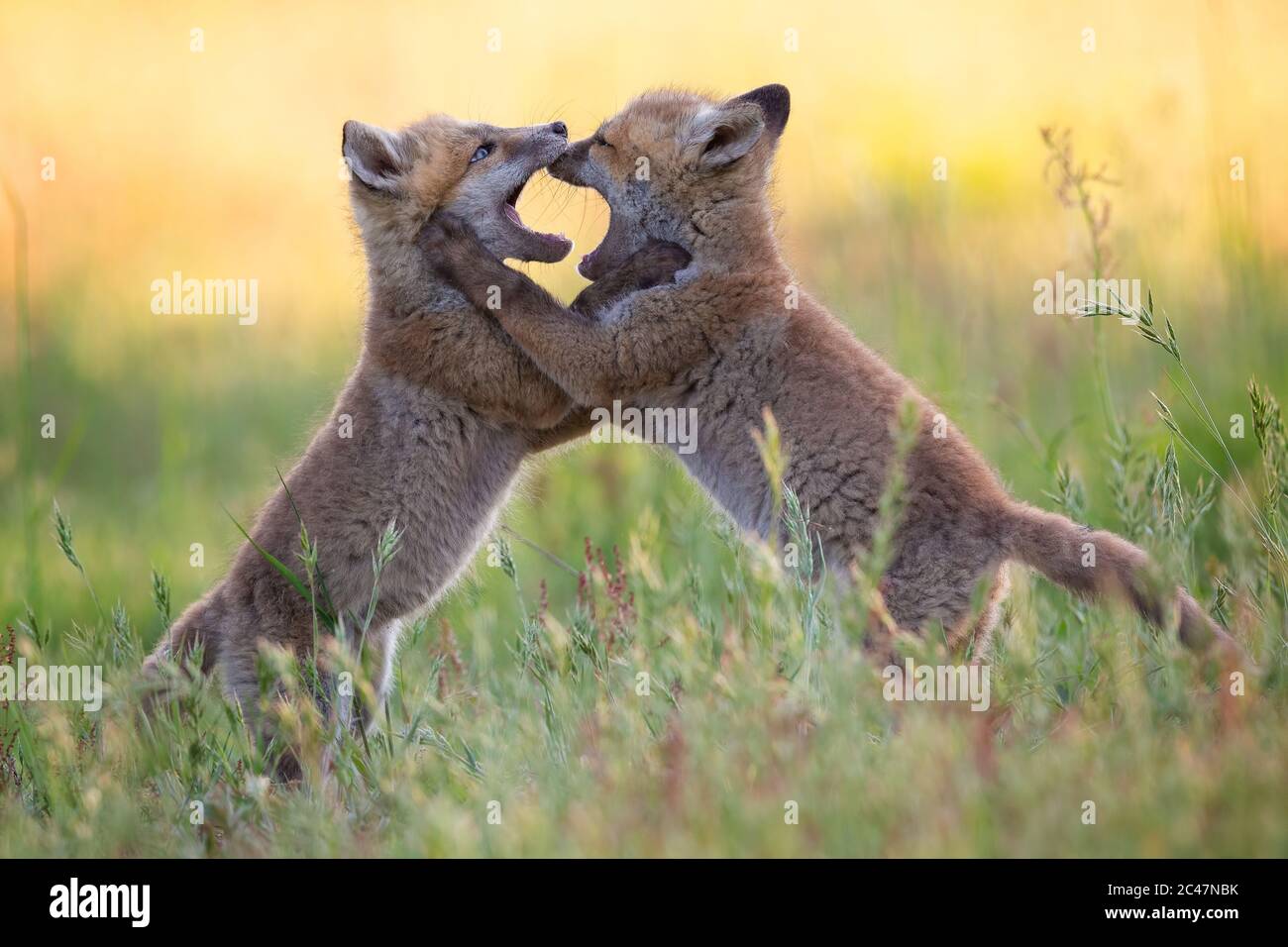 Baby foxes with beige fur fighting with each other among grasses Stock ...