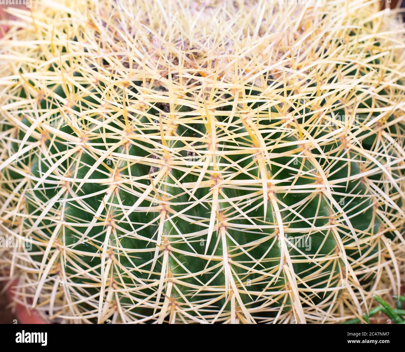 Echinocactus cactus close-up. Thick yellow spines of a needle on ...