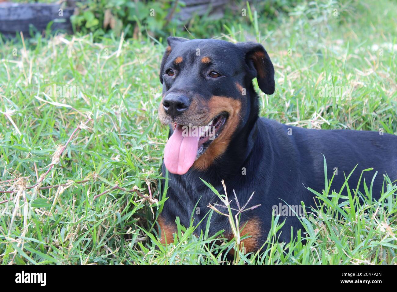 Black dog with brown snout sitting on the grassy land with his tongue ...