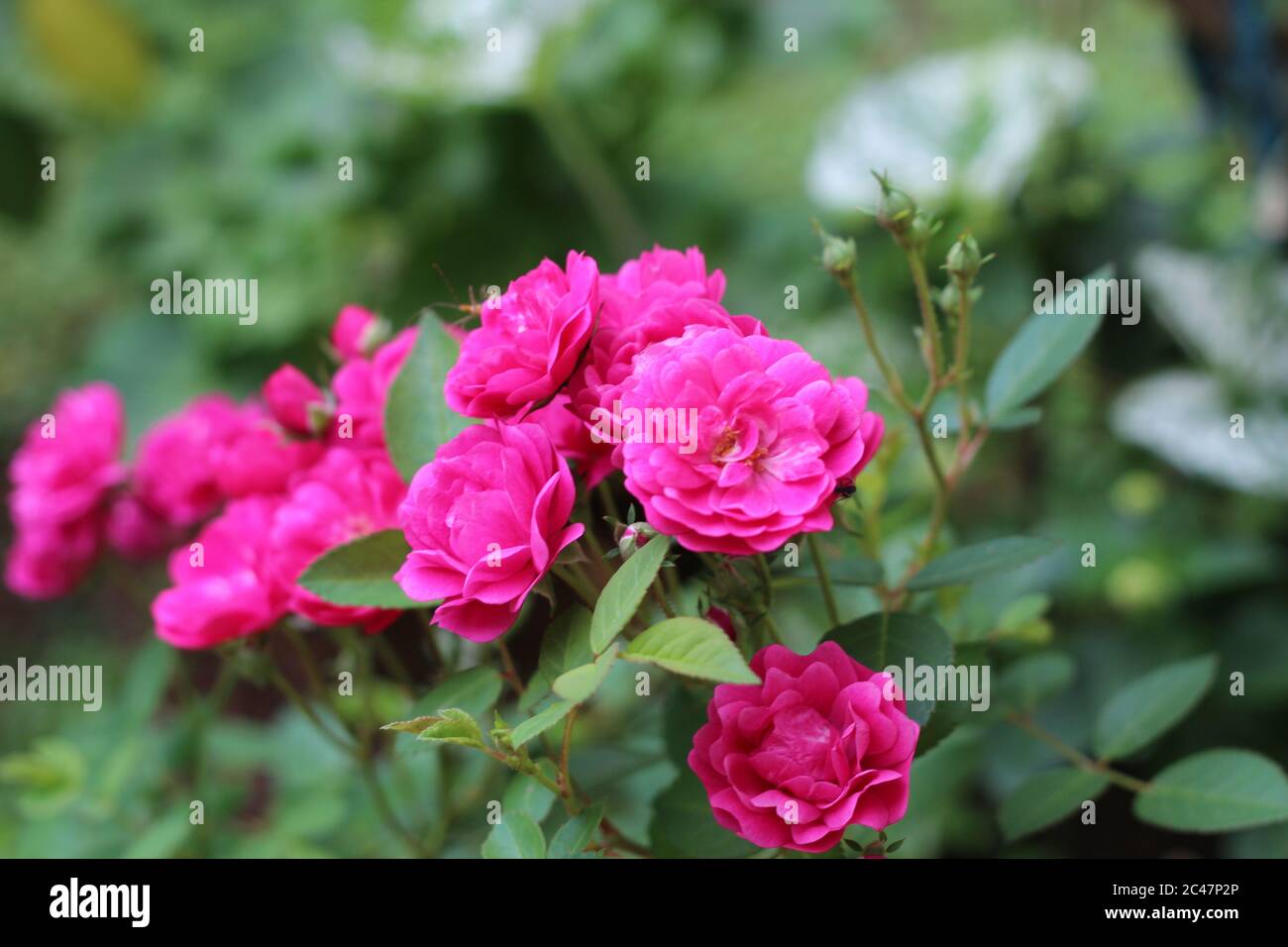 Closeup picture of pink evergreen roses under the sunlight Stock Photo ...