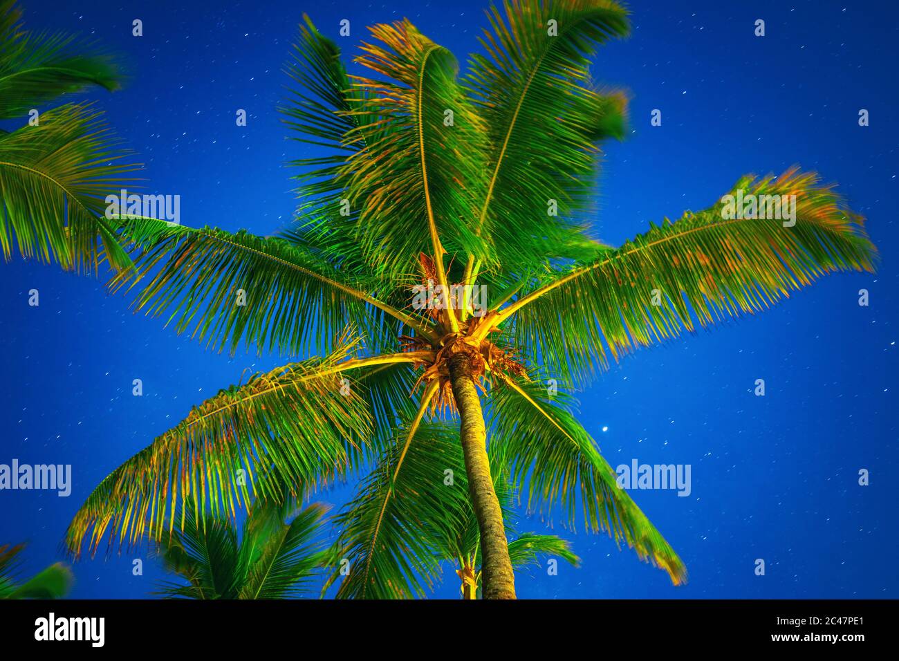 Tropical Night Sky, Coconut palm trees and stars Stock Photo - Alamy