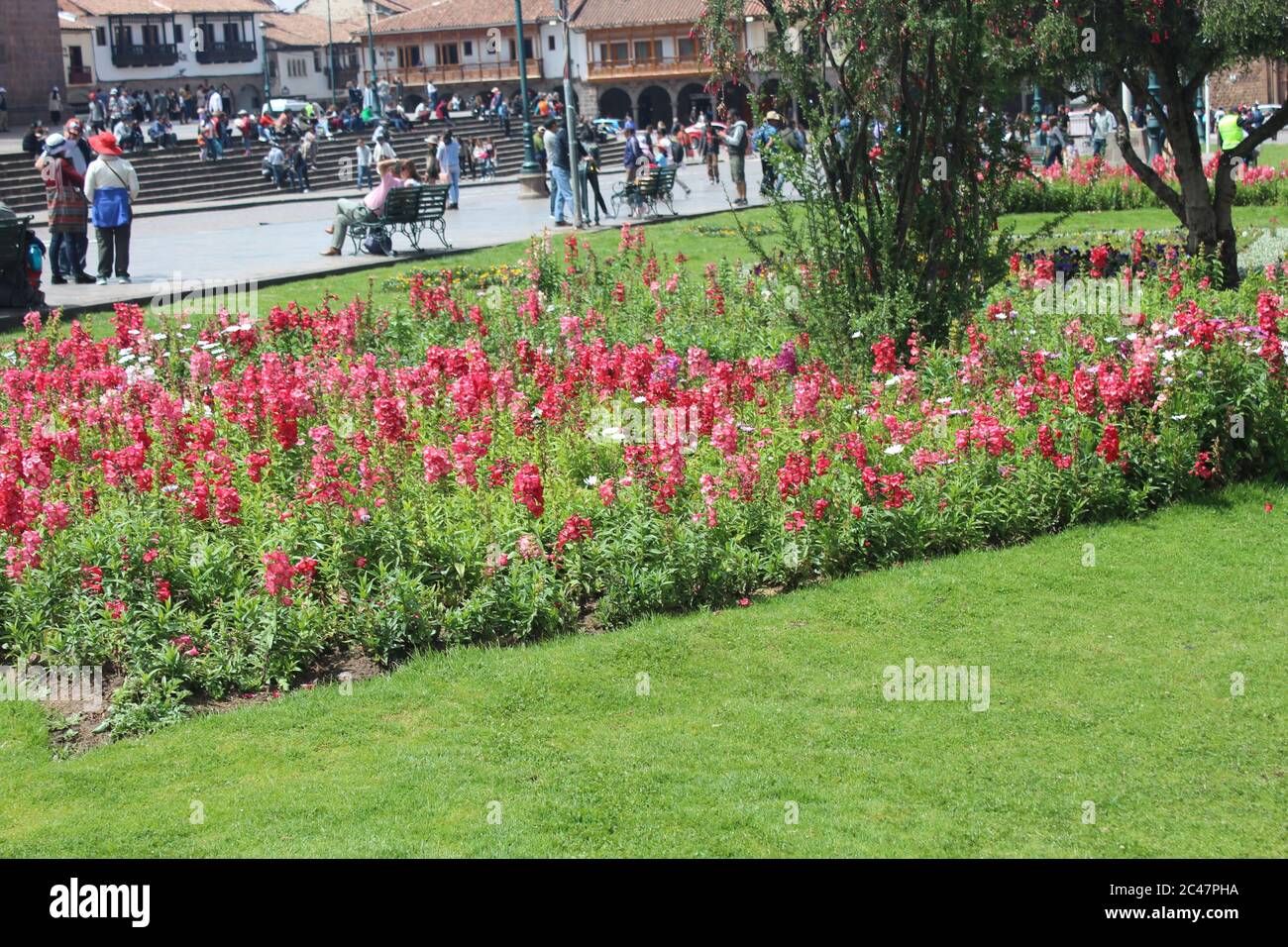 Picture of beautiful pink flowers in the park under the sunlight Stock ...
