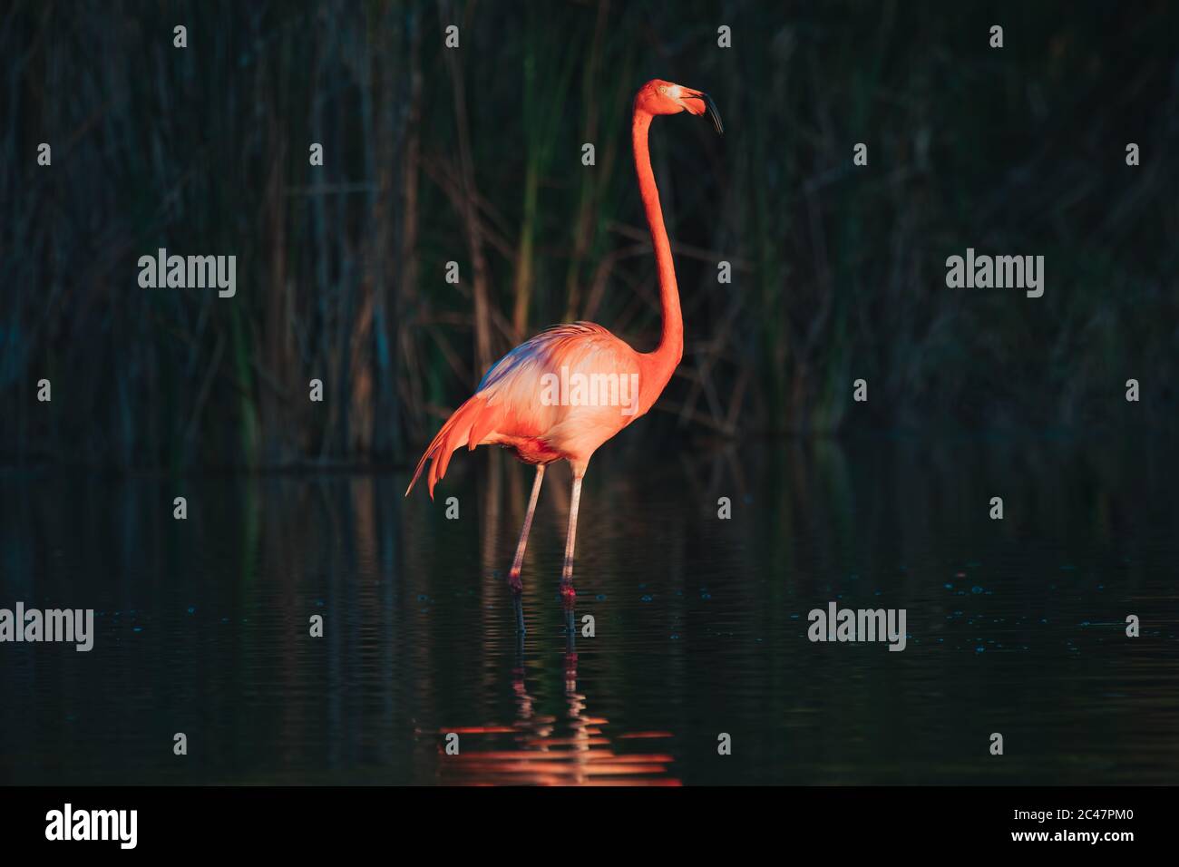 Pink flamingos at sunset hi-res stock photography and images - Alamy