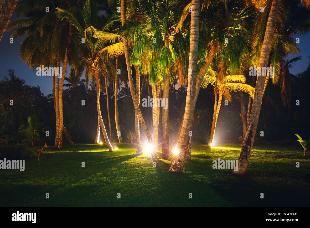 Tropical Night Sky, Coconut palm trees and stars Stock Photo - Alamy
