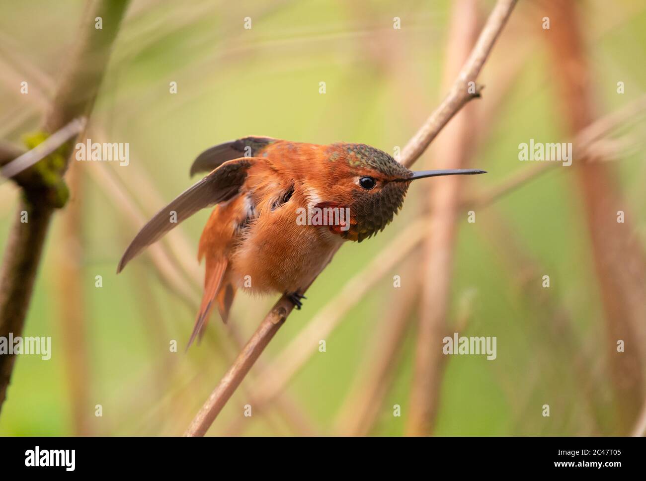 Hummingbird male perched hi-res stock photography and images - Alamy
