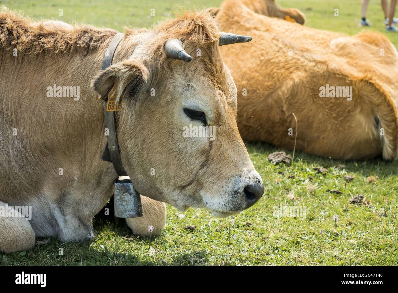 Closeup shot of the cows in Picos de Europa National Park captured in ...