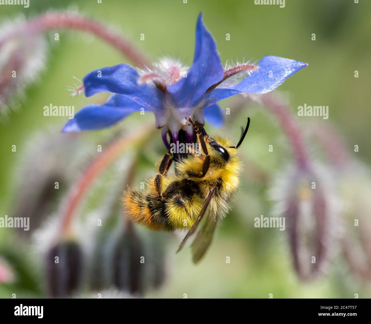 Fuzzy horned bumble bee hi-res stock photography and images - Alamy
