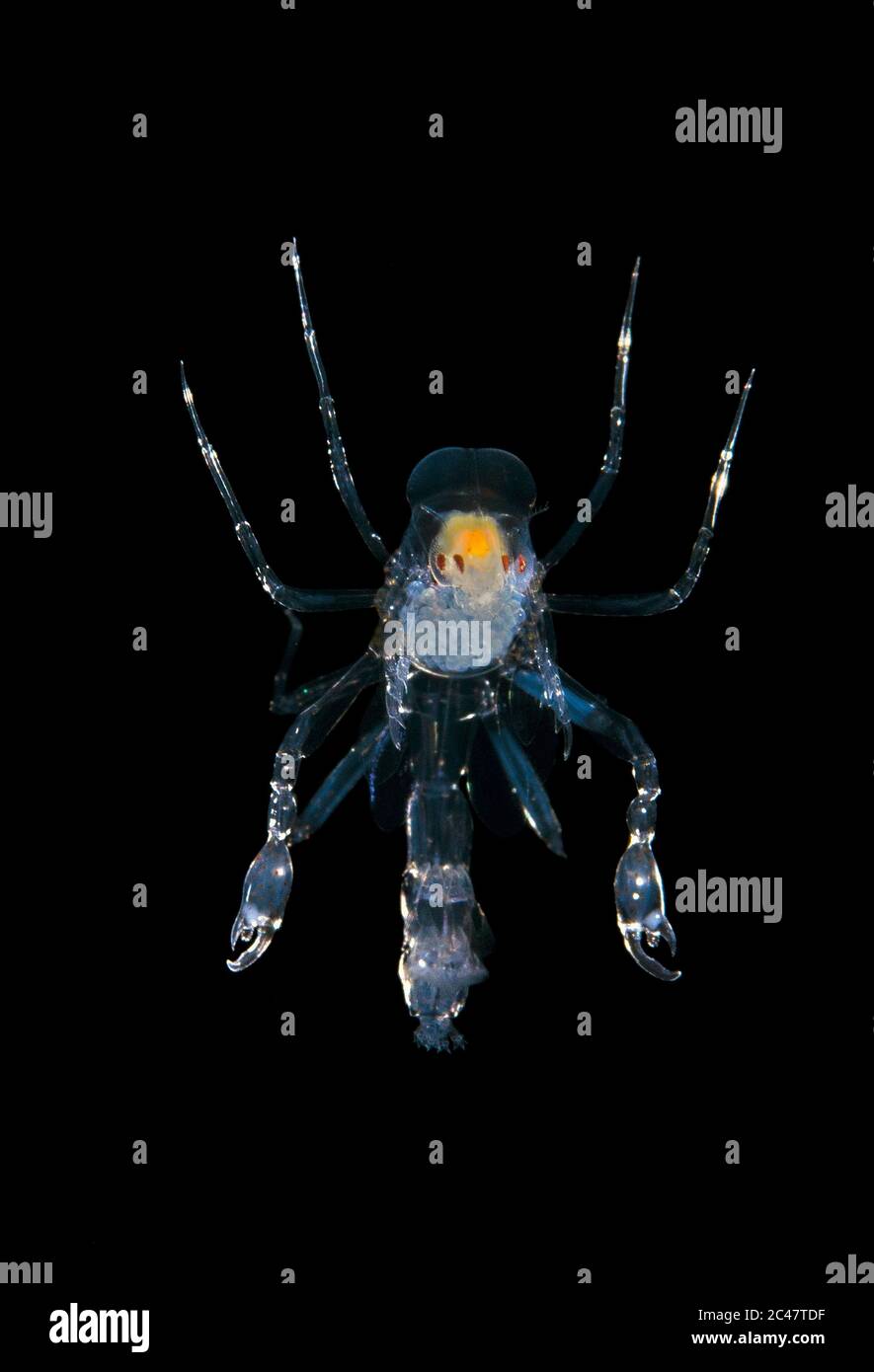 a free swimming Hyperiid amphipod with eggs photographed during a ...