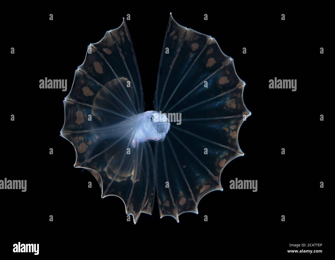 Tripodfish hi-res stock photography and images - Alamy
