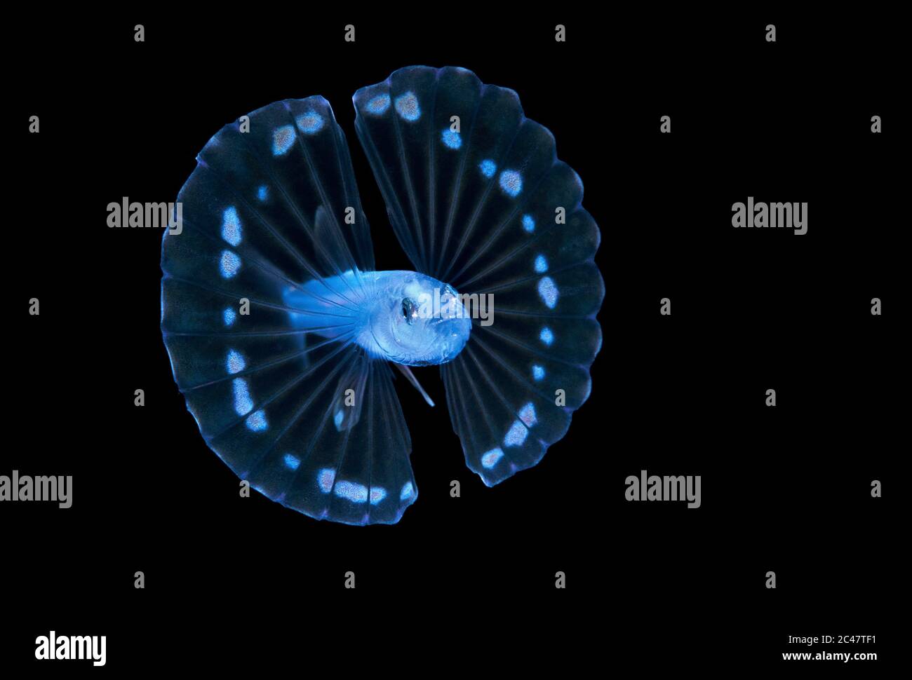 unidentified deep water Tripodfish larva, Ipnopidae family ...