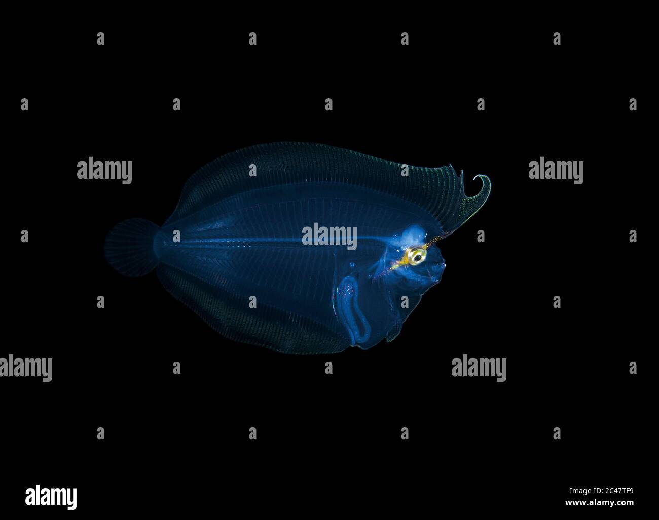 arval Sash flounder, Cyclospetta ventralis, photographed during a ...