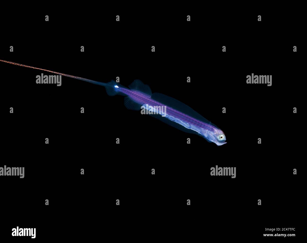 Flabby whalefish hi-res stock photography and images - Alamy