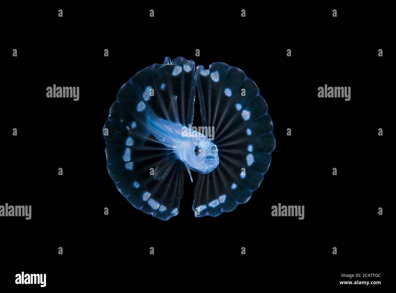 unidentified deep water Tripodfish larva, Ipnopidae family ...