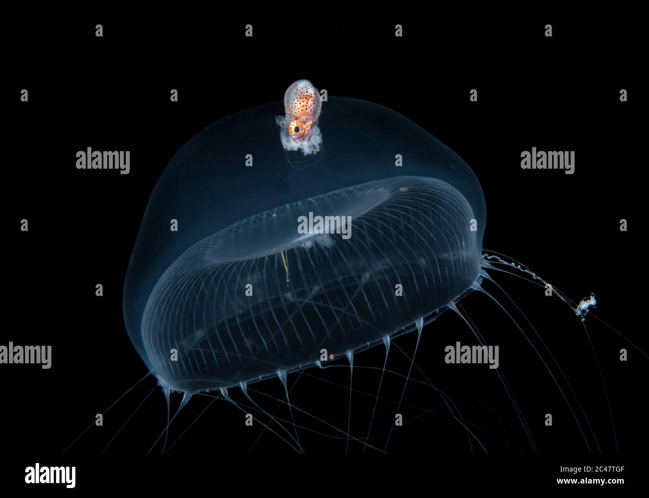 a tiny male Paper Nautilus, Argonauta species, rides on a Jellyfish ...