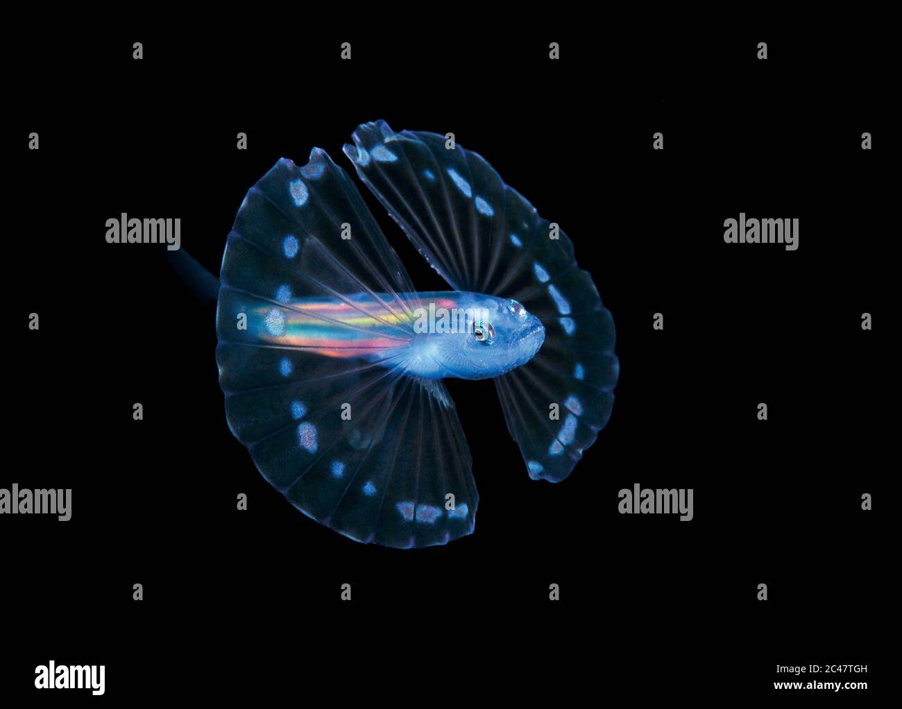 unidentified deep water Tripodfish larva, Ipnopidae family ...