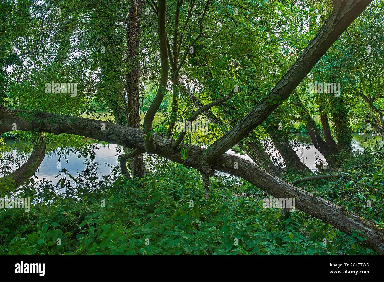 Tree fallen water shore lake hi-res stock photography and images - Alamy