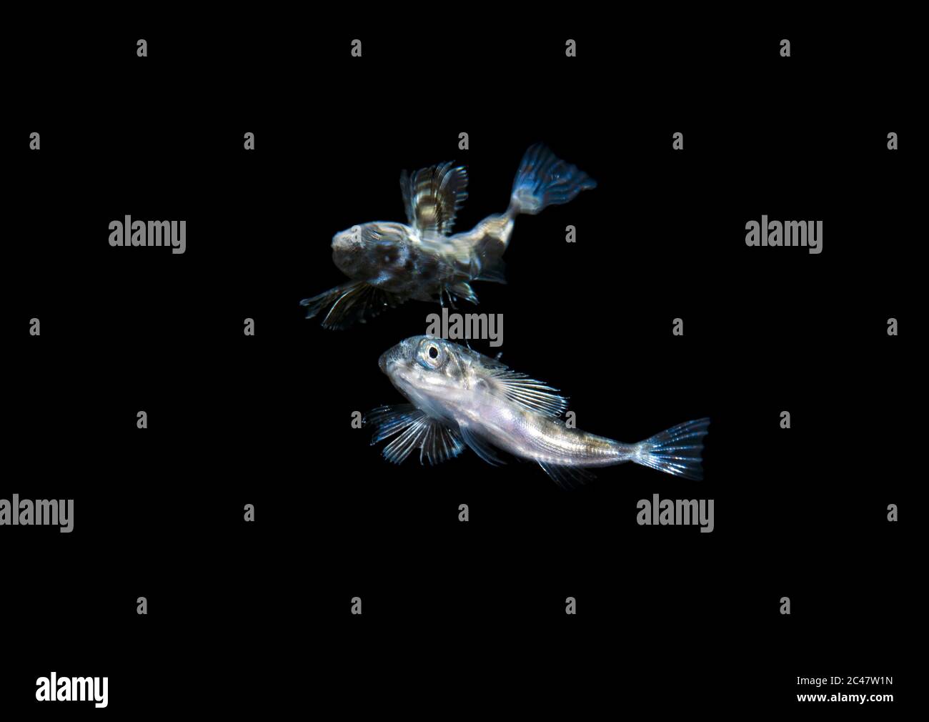 Flying Gurnard, Dactylopterus volitans, with reflection at the surface ...