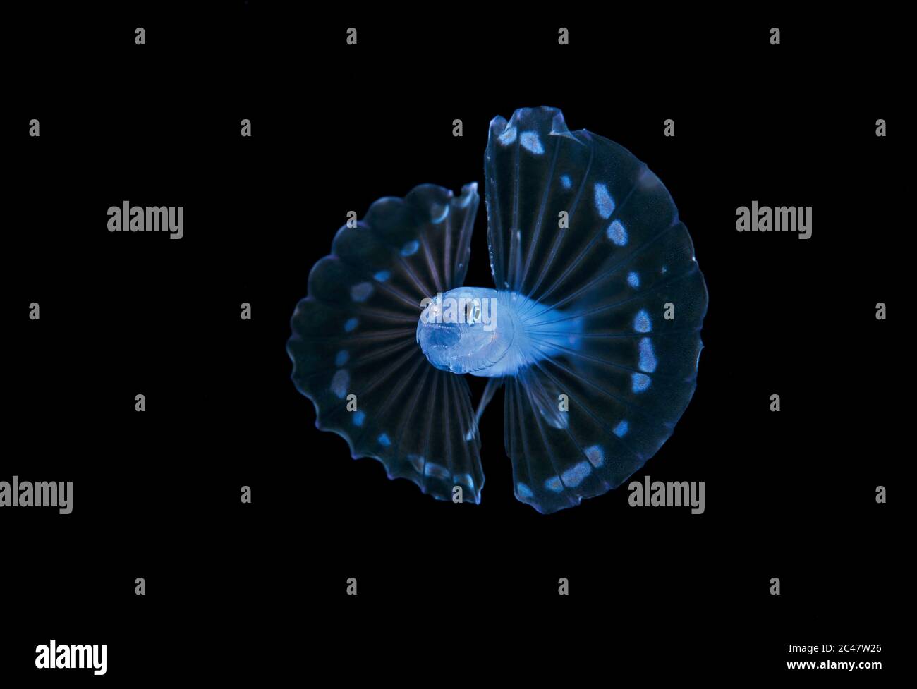 unidentified deep water Tripodfish larva, Ipnopidae family ...