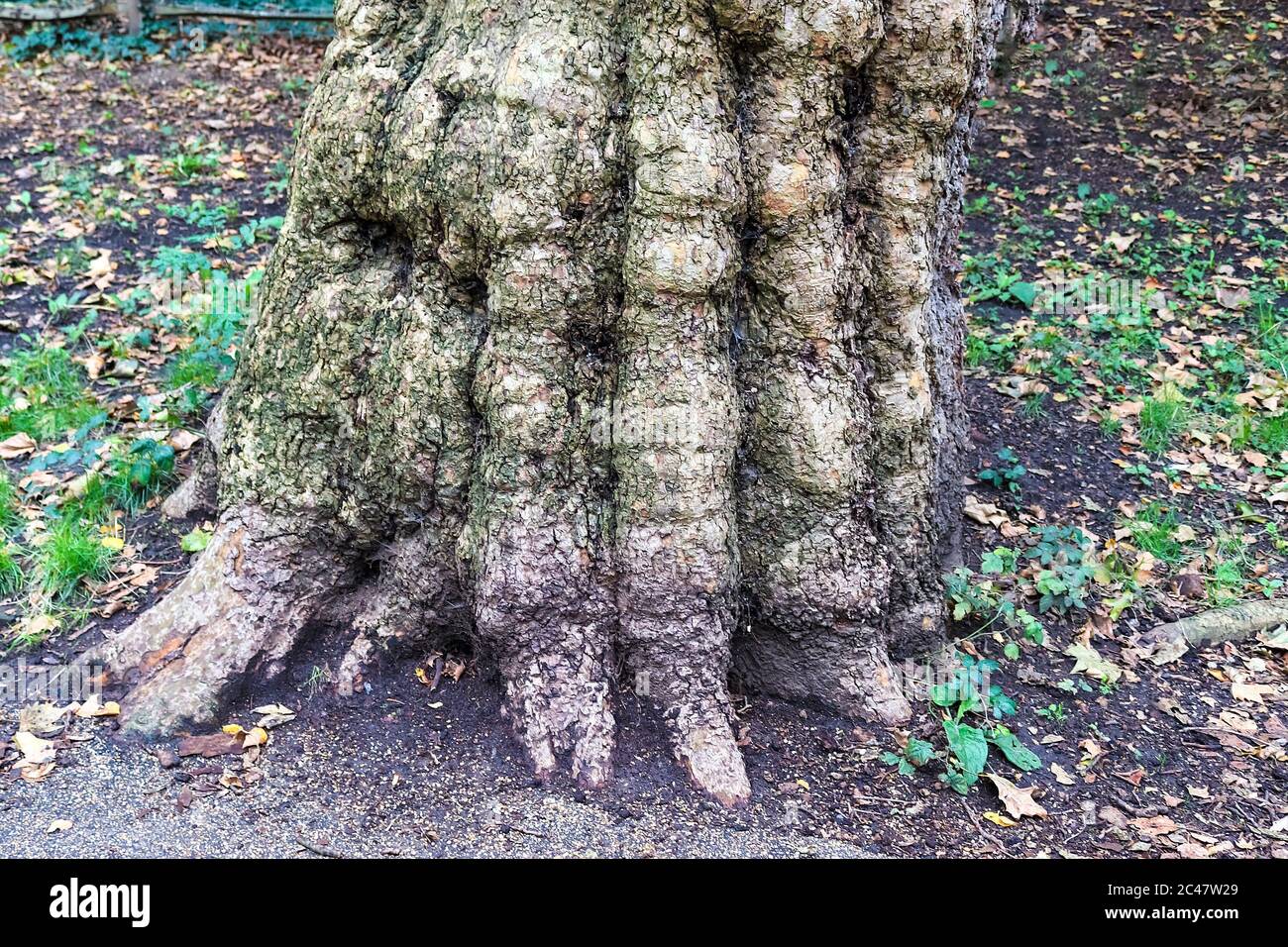 An old tree trunk in a forest landscape environment Stock Photo - Alamy