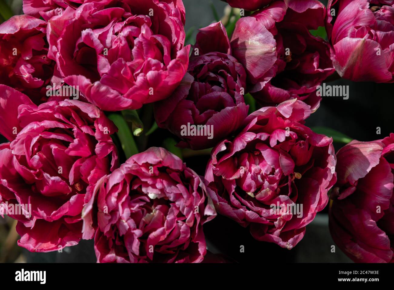 Peonies italy hi-res stock photography and images - Alamy