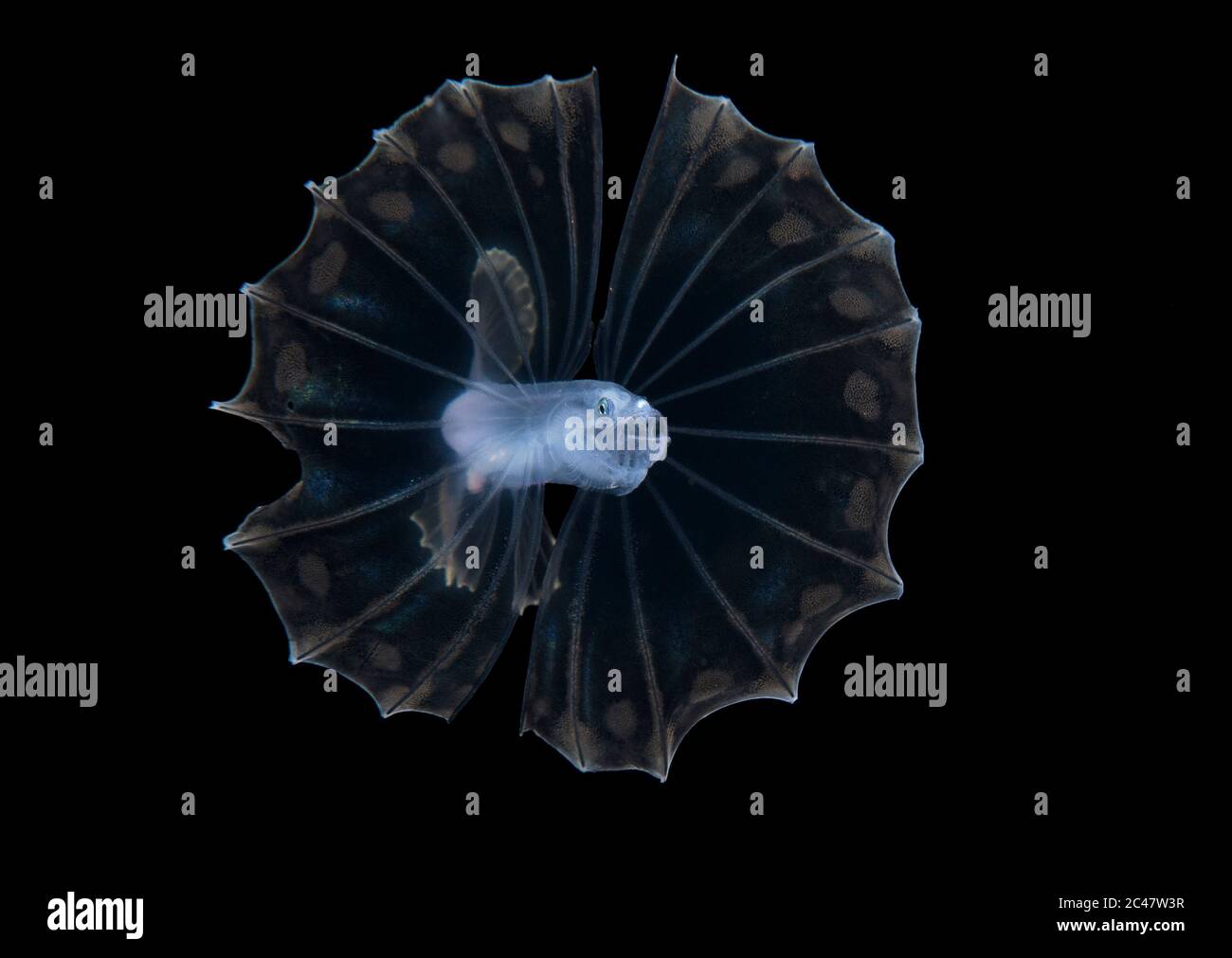 unidentified deep water Tripodfish larva, Ipnopidae family ...
