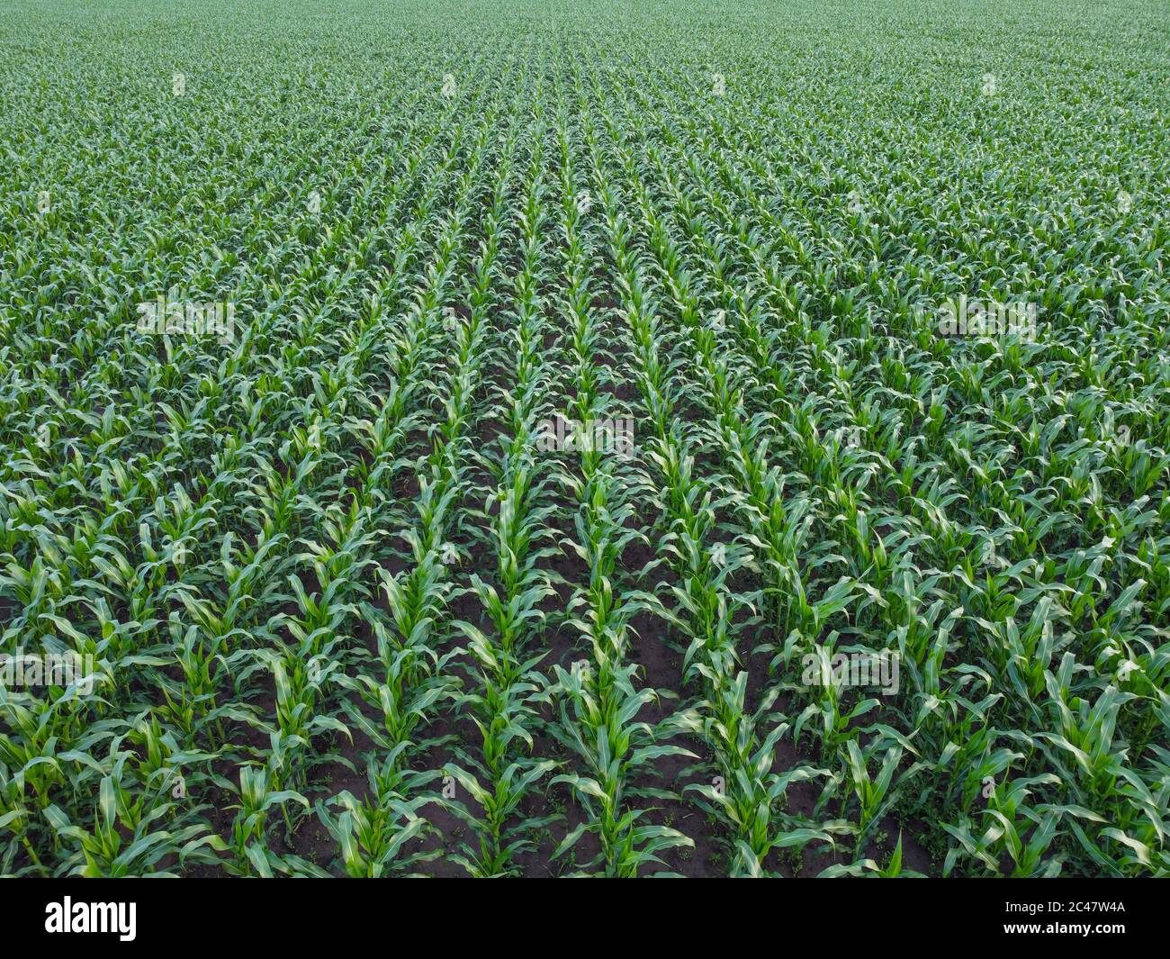 Corn crops rows stalks hi-res stock photography and images - Alamy