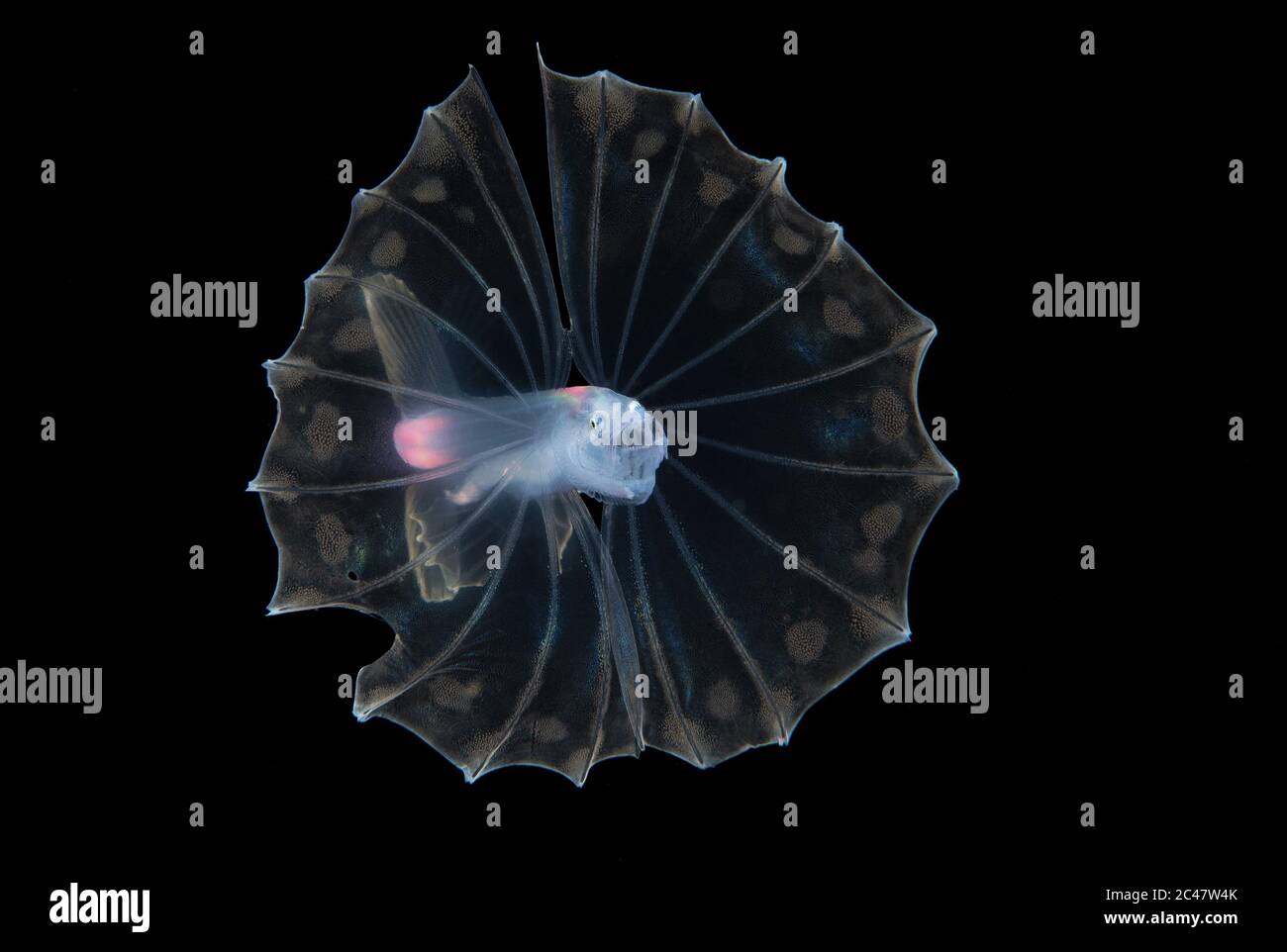 unidentified deep water Tripodfish larva, Ipnopidae family ...