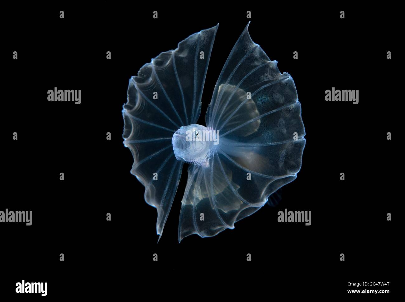 unidentified deep water Tripodfish larva, Ipnopidae family ...